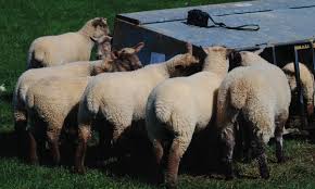 Lakeland He Lamb Finisher Nut – Mulveys Hardware